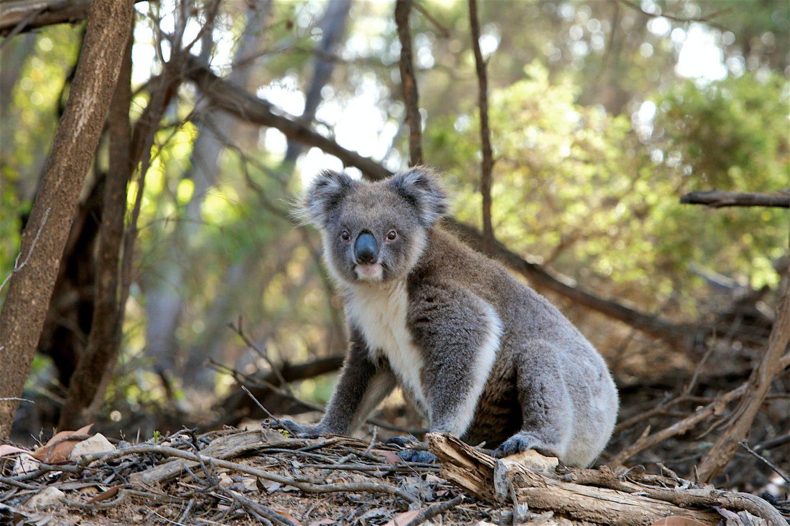 These 4 animals are already 'functionally extinct' - what does that ...