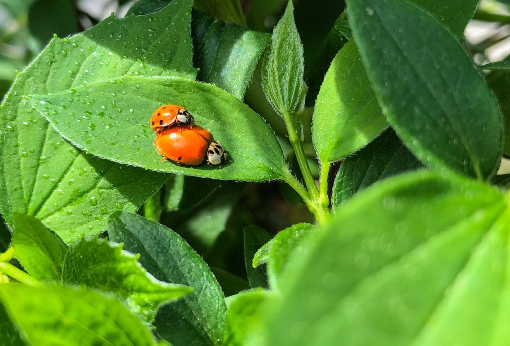 Boost your garden's health: discover the magic of beneficial bug